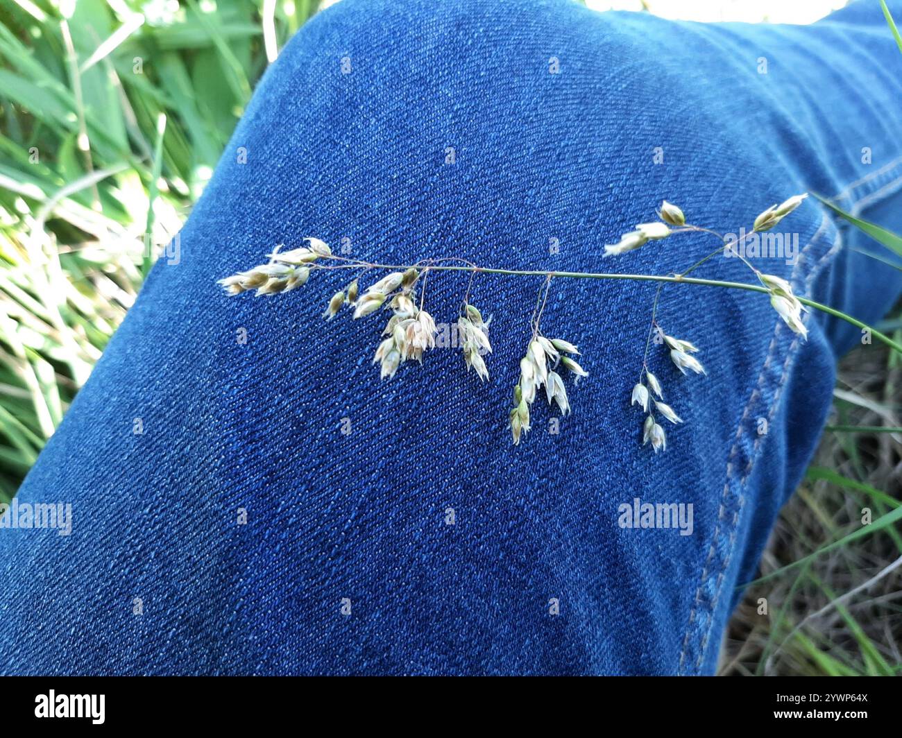 northern sweetgrass (Anthoxanthum hirtum Stock Photo - Alamy