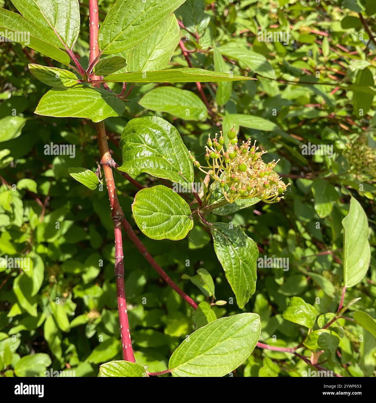red osier dogwood (Cornus sericea Stock Photo - Alamy
