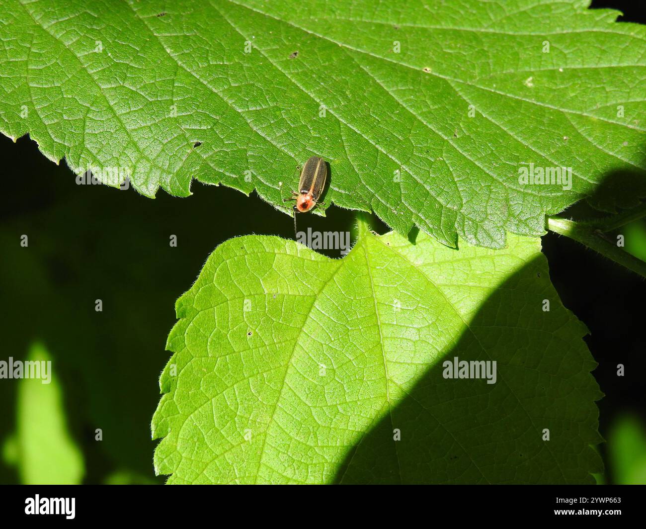 Common Eastern Firefly (Photinus pyralis Stock Photo - Alamy