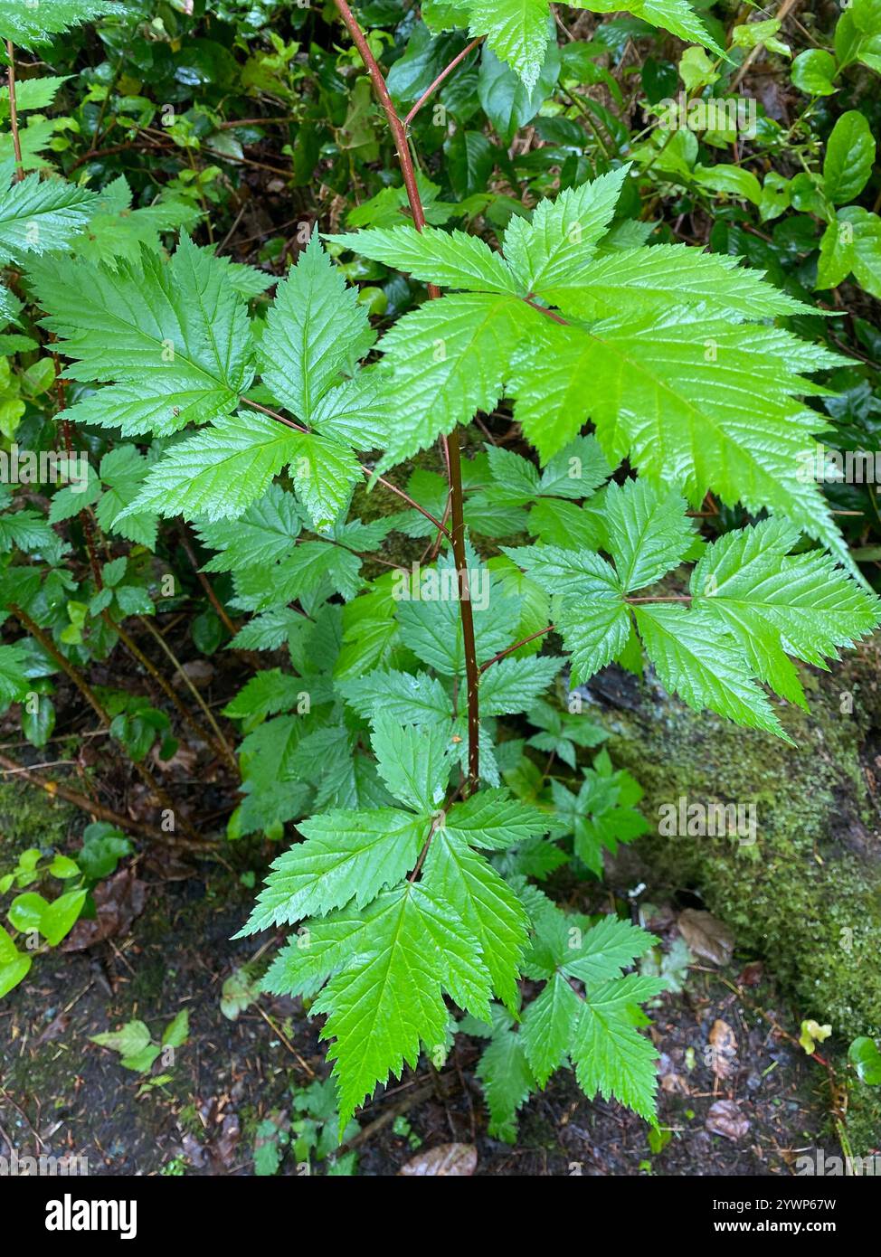 Salmonberry (Rubus spectabilis Stock Photo - Alamy