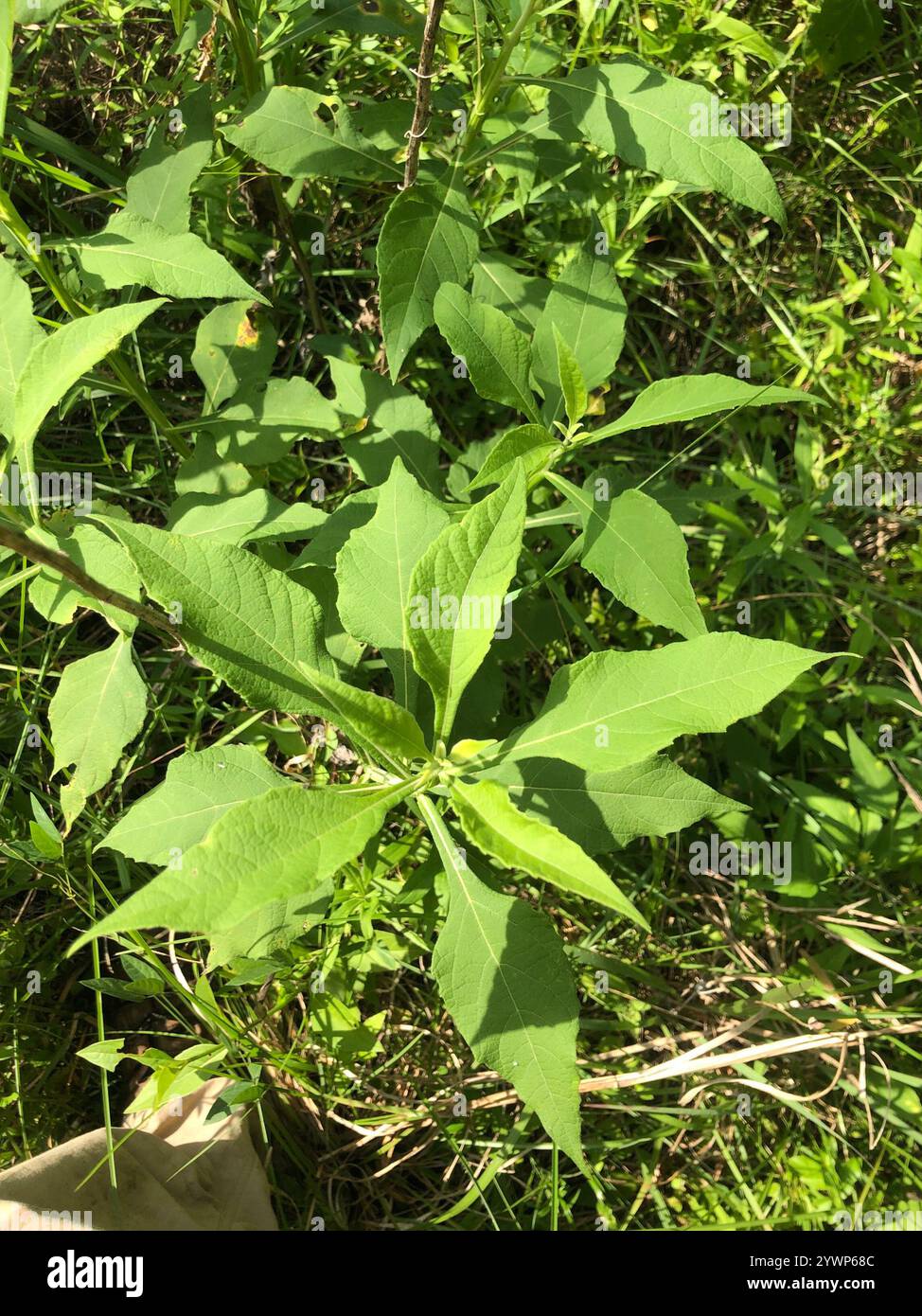 frostweed (Verbesina virginica Stock Photo - Alamy