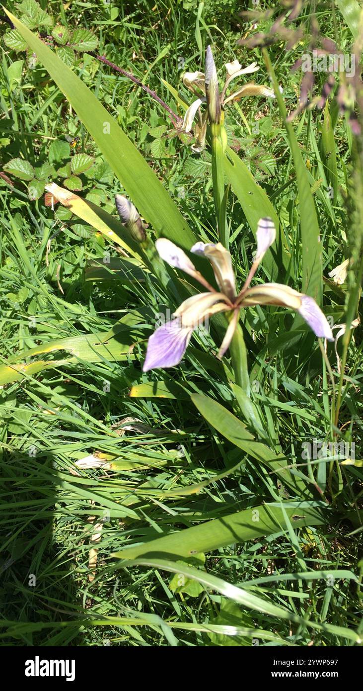 Stinking iris (Iris foetidissima Stock Photo - Alamy