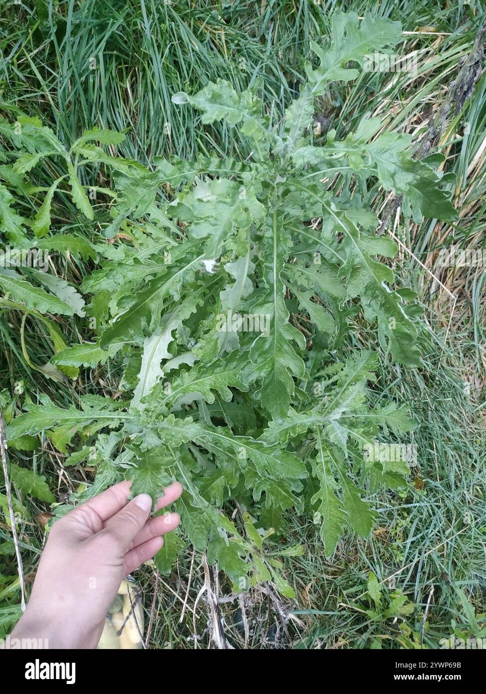 Cutleaf burnweed (Senecio glomeratus Stock Photo - Alamy