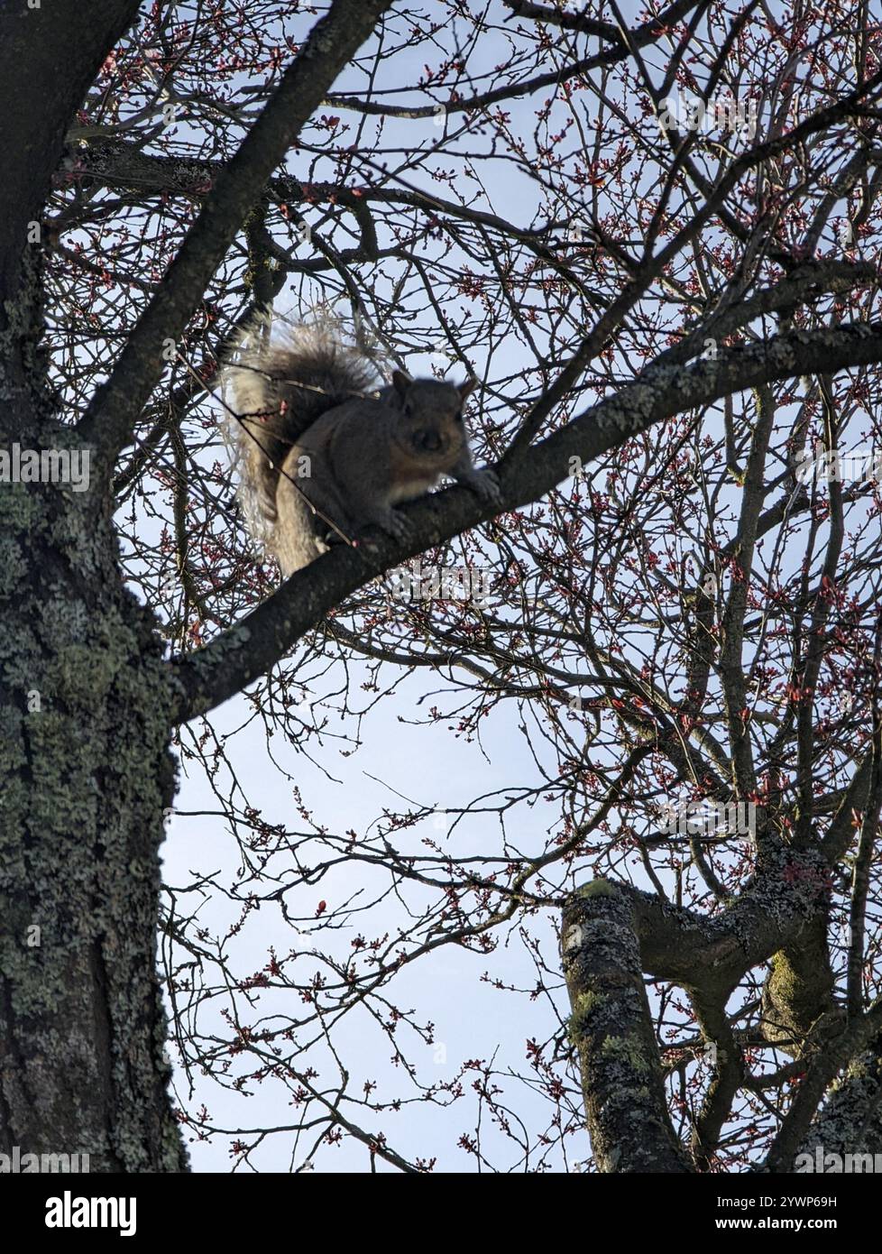 Eastern Gray Squirrel (Sciurus carolinensis Stock Photo - Alamy