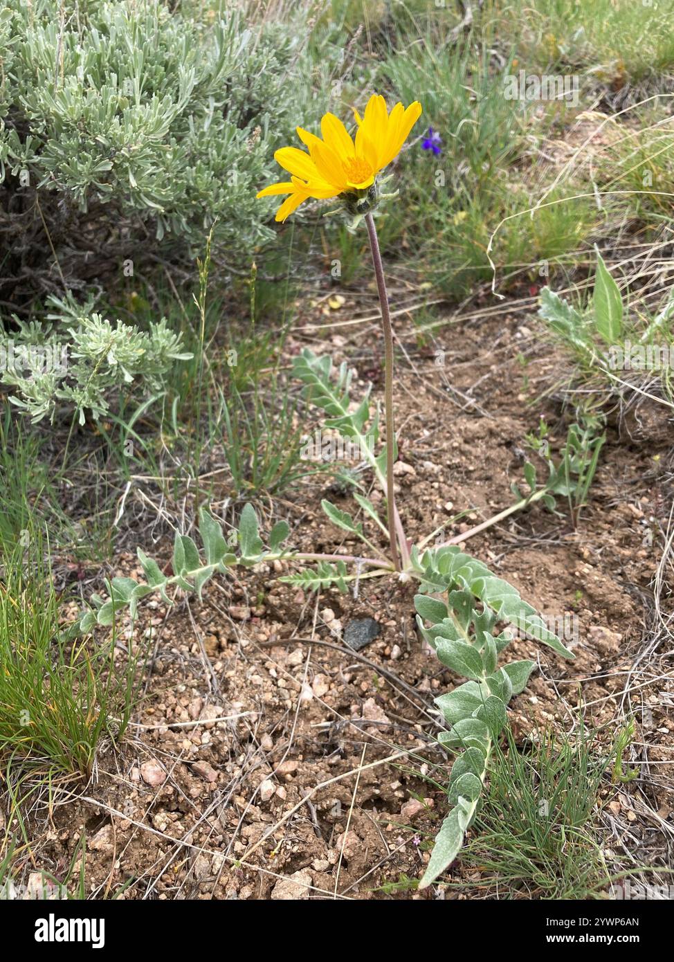 Balsamorhiza incana hi-res stock photography and images - Alamy