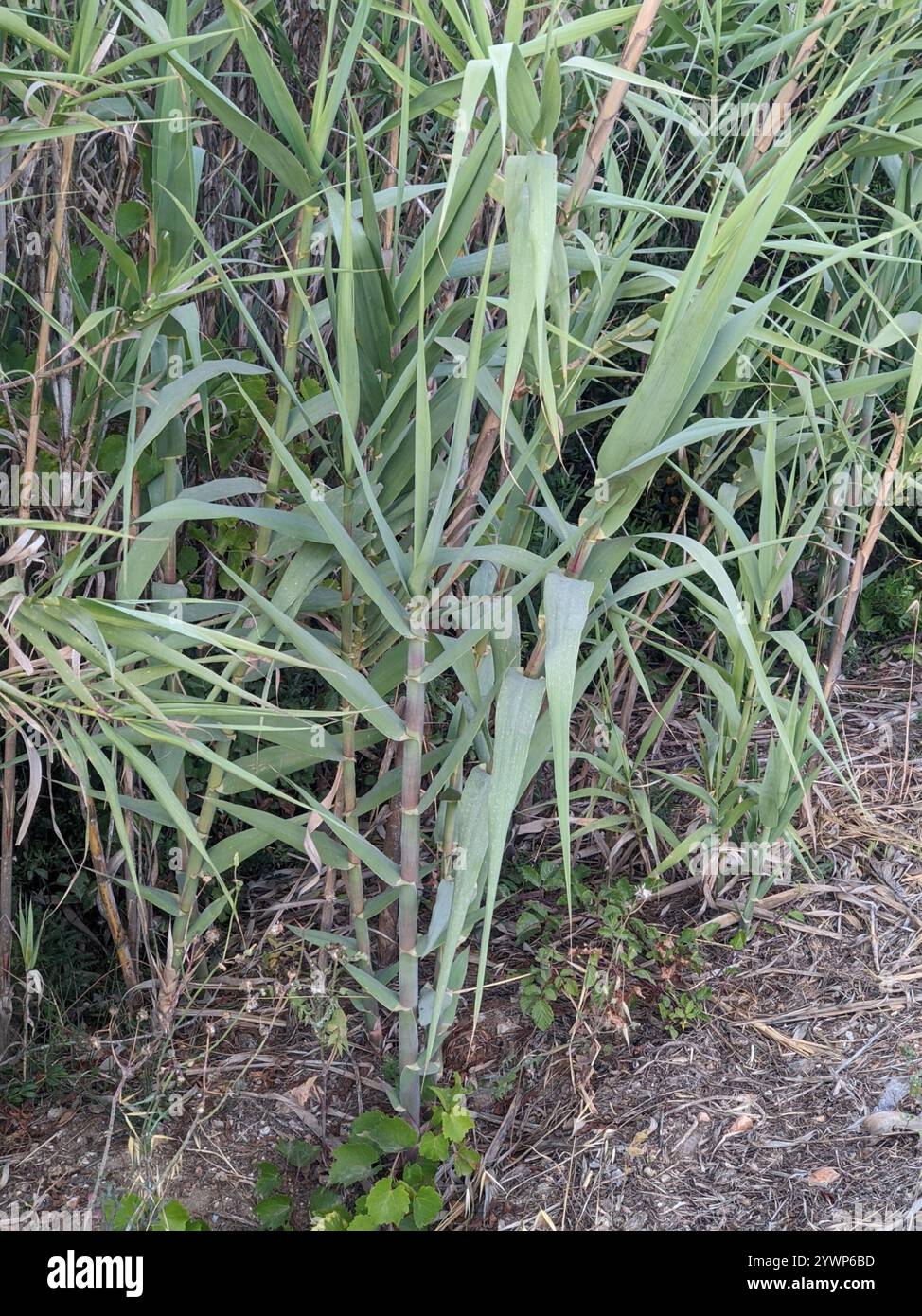 giant reed (Arundo donax Stock Photo - Alamy