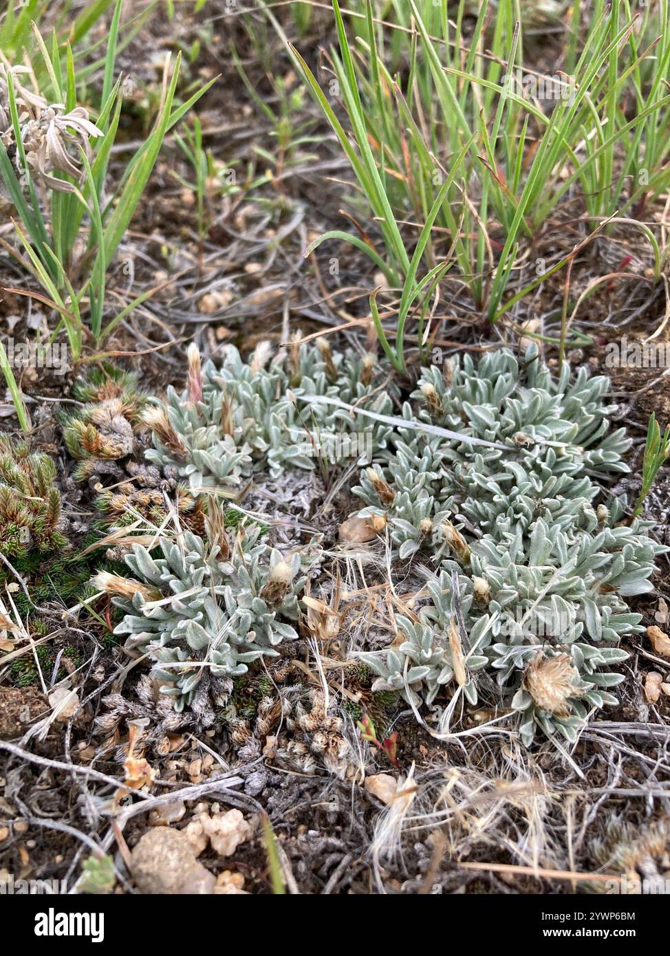 Low Pussytoes (Antennaria dimorpha Stock Photo - Alamy