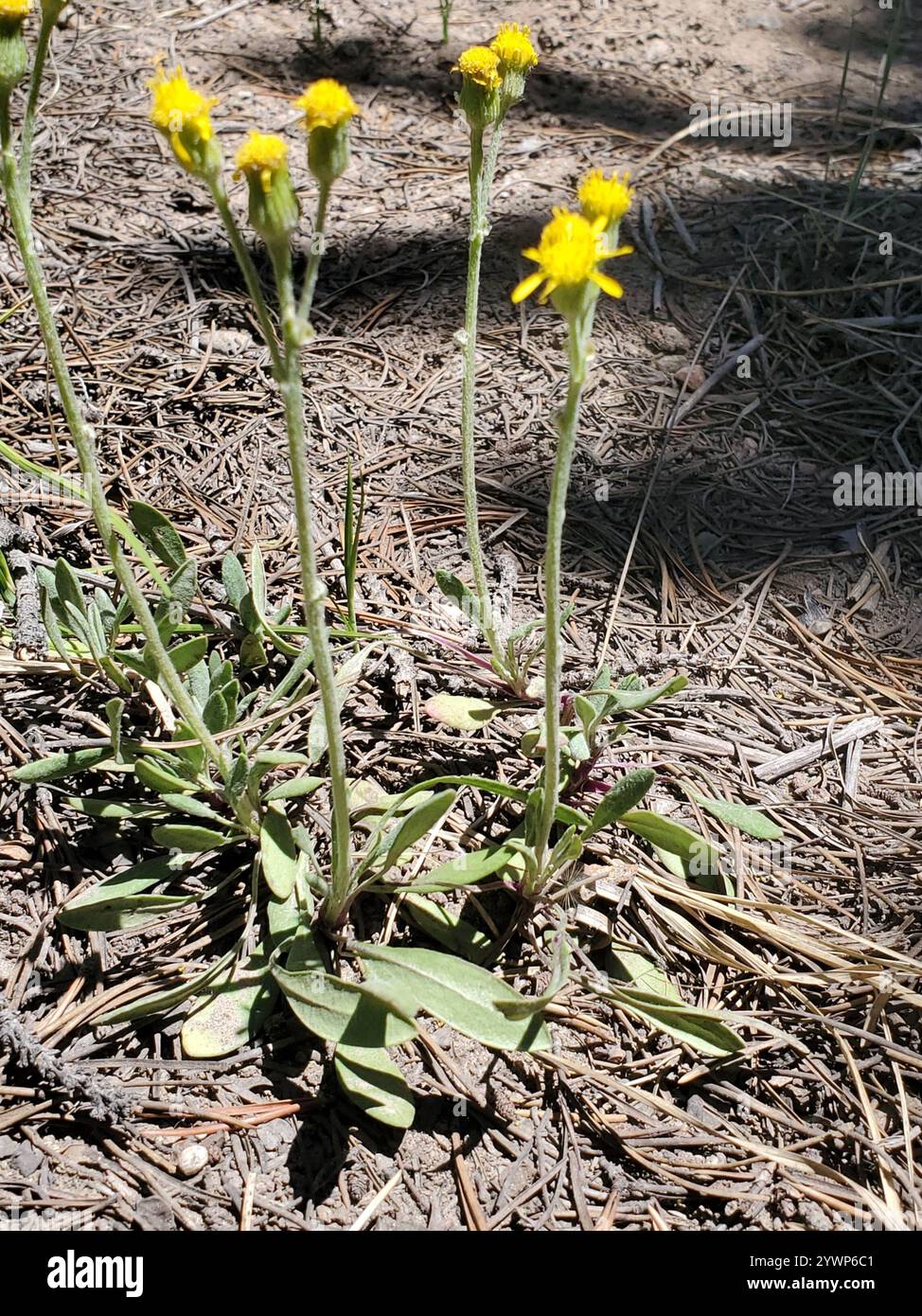 hoary groundsel (Packera werneriifolia Stock Photo - Alamy