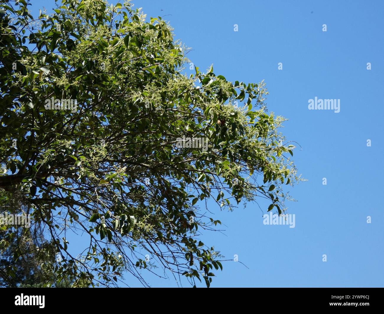 tree privet (Ligustrum lucidum Stock Photo - Alamy