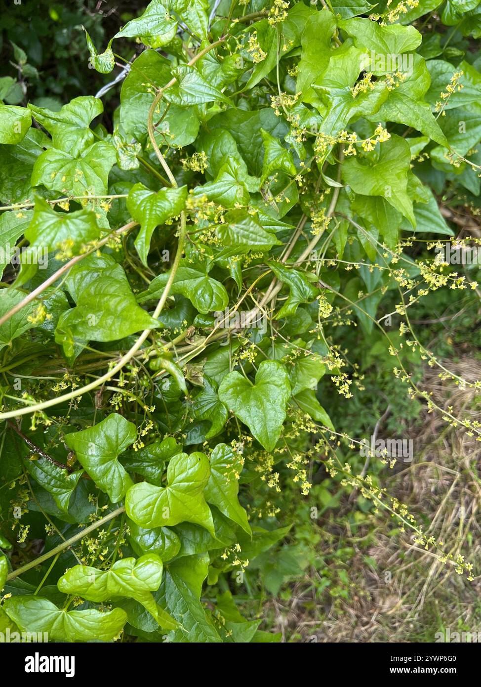 Black Bryony (Dioscorea communis Stock Photo - Alamy