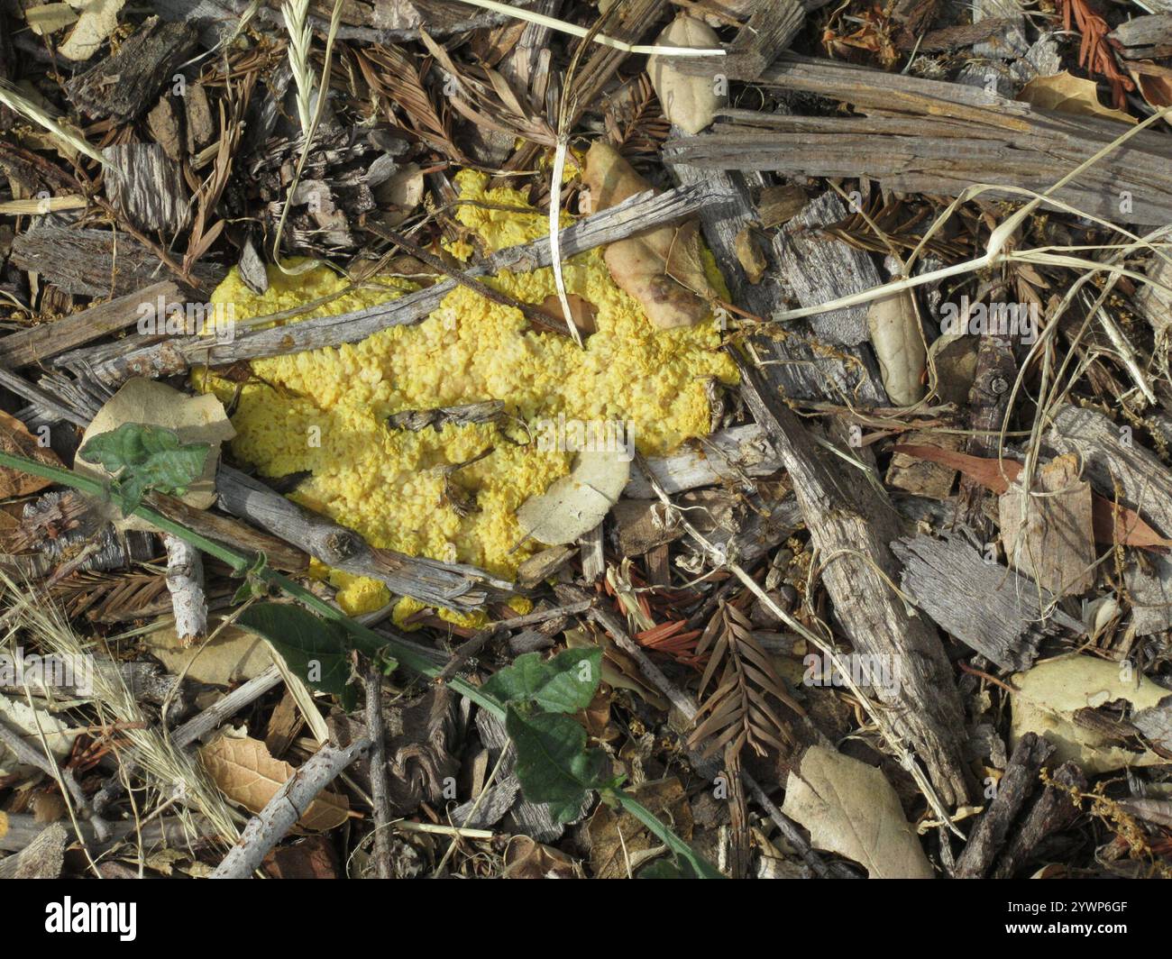 Dog Vomit Slime Mold (Fuligo septica Stock Photo - Alamy