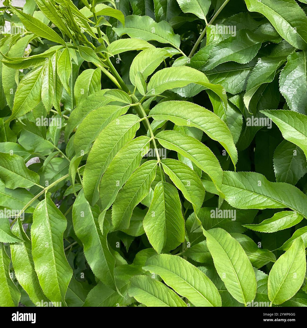blue elder (Sambucus cerulea Stock Photo - Alamy