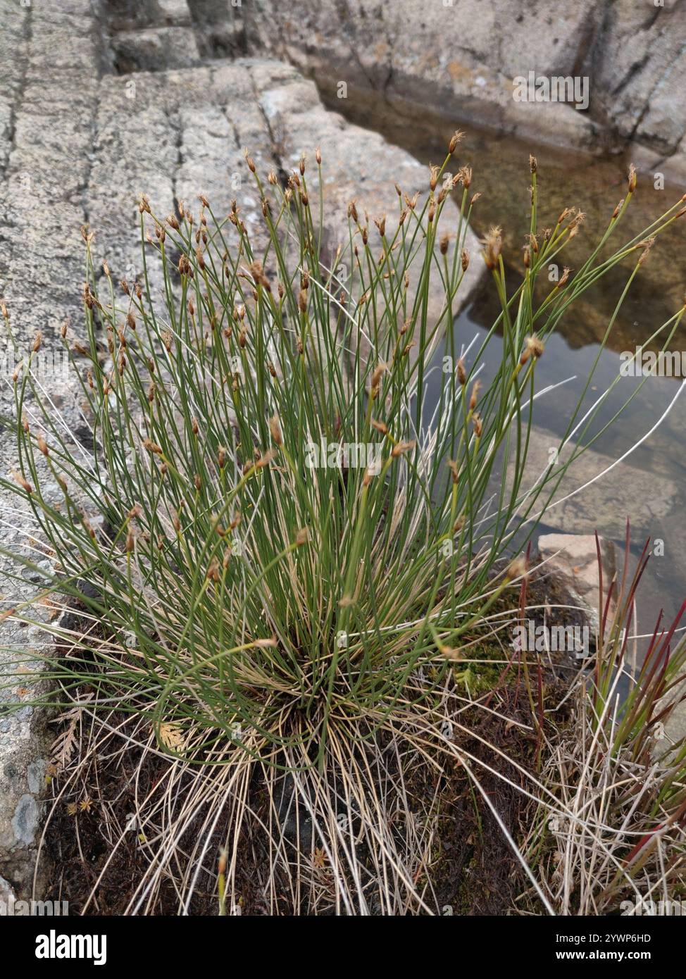 Trichophorum cespitosum hi-res stock photography and images - Alamy