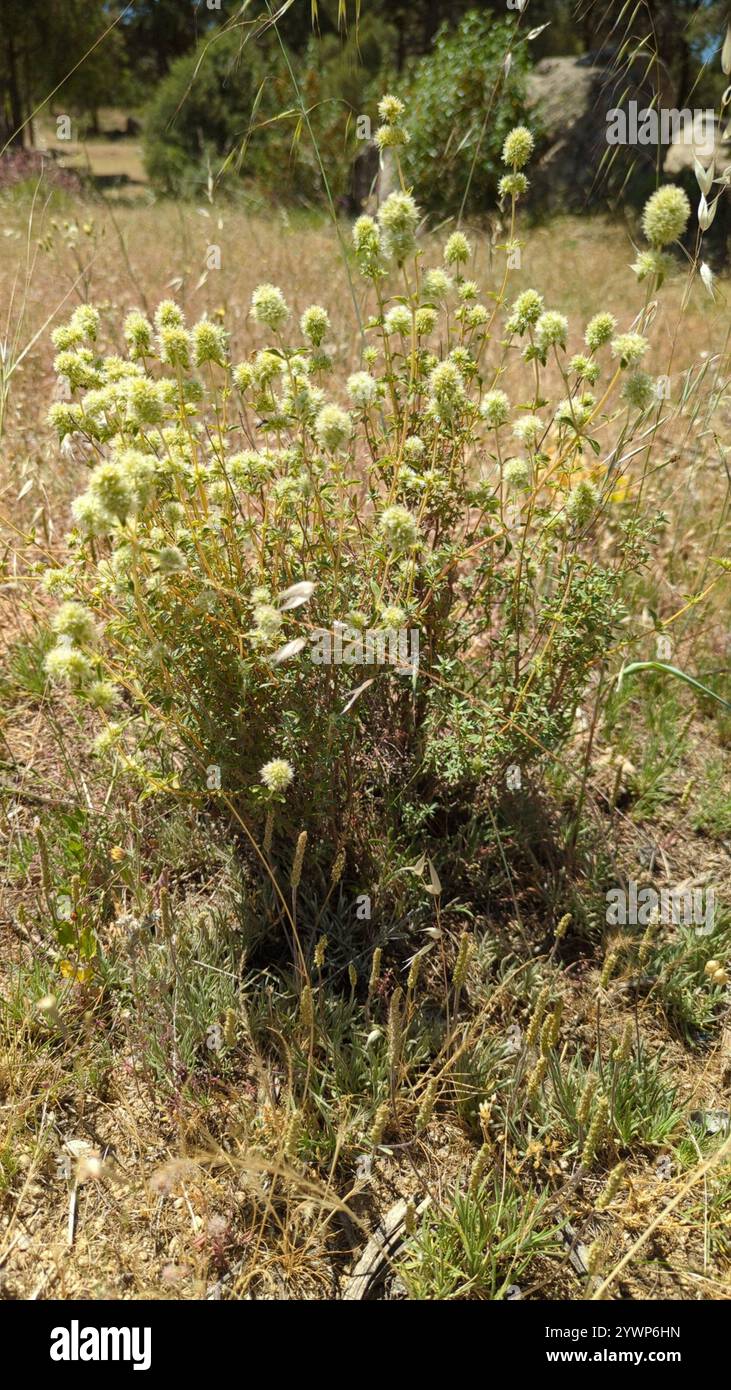 Spanish Wood Marjoram (Thymus mastichina Stock Photo - Alamy