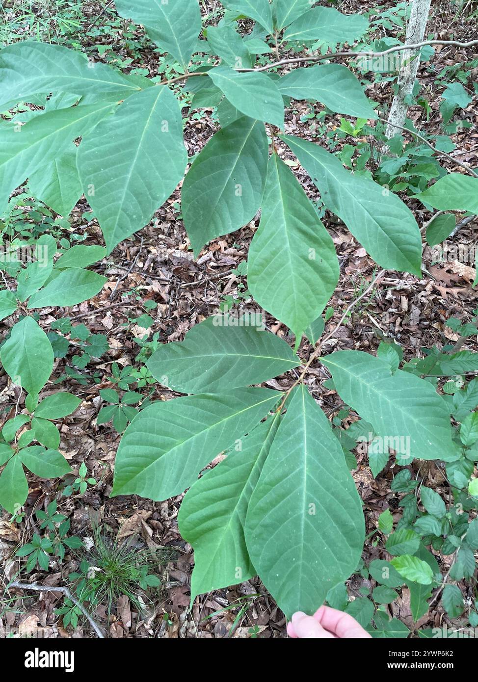 common pawpaw (Asimina triloba Stock Photo - Alamy
