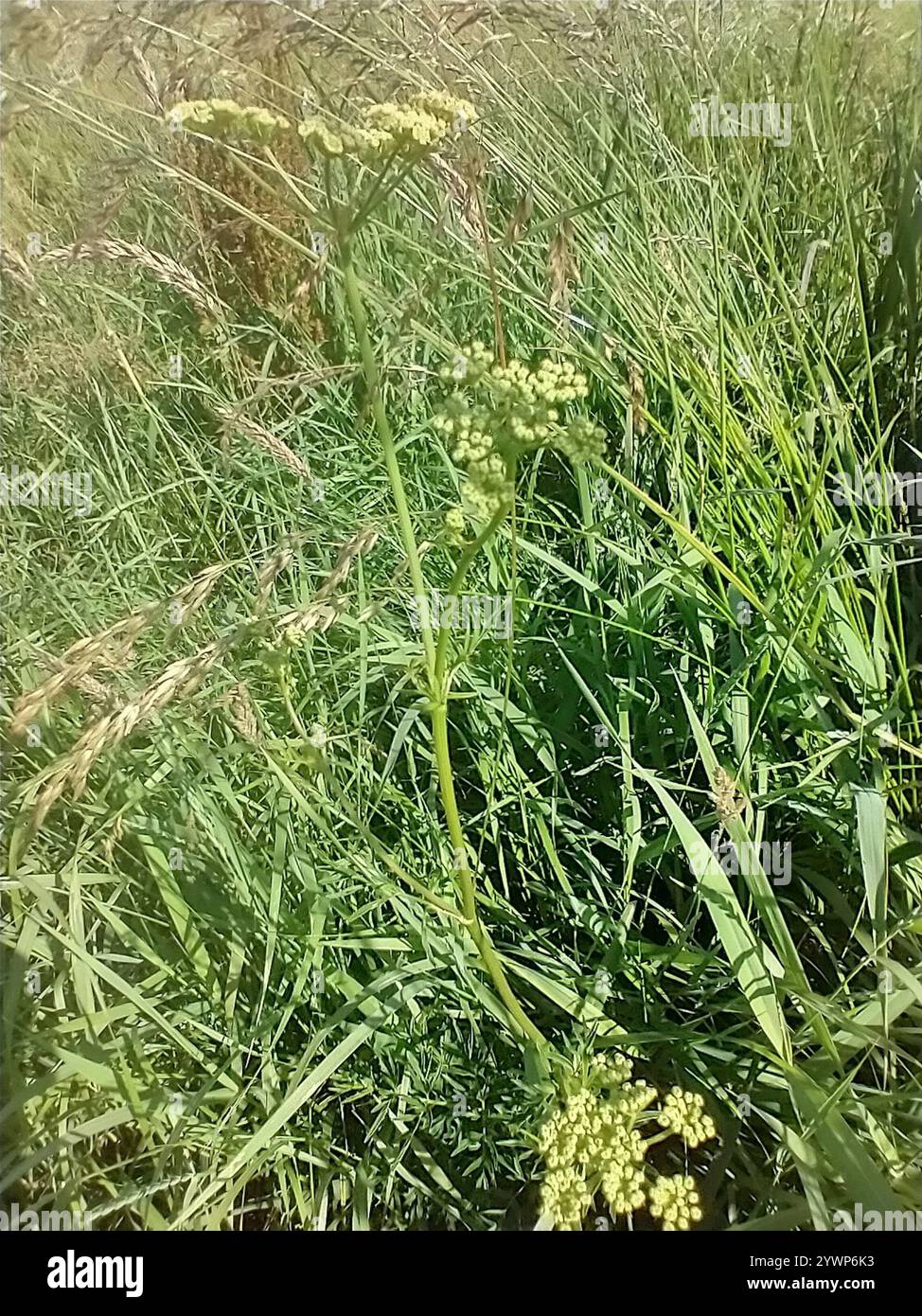 Pepper-saxifrage (Silaum silaus Stock Photo - Alamy