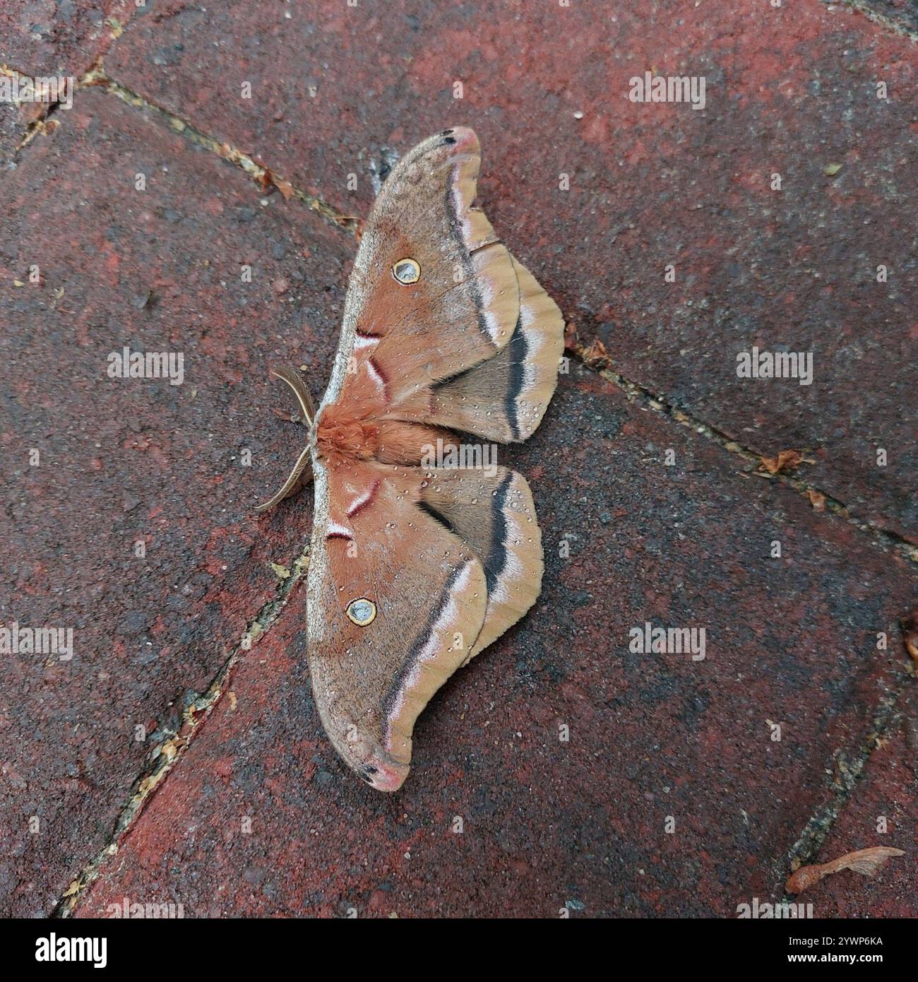 Polyphemus Moth (Antheraea polyphemus Stock Photo - Alamy