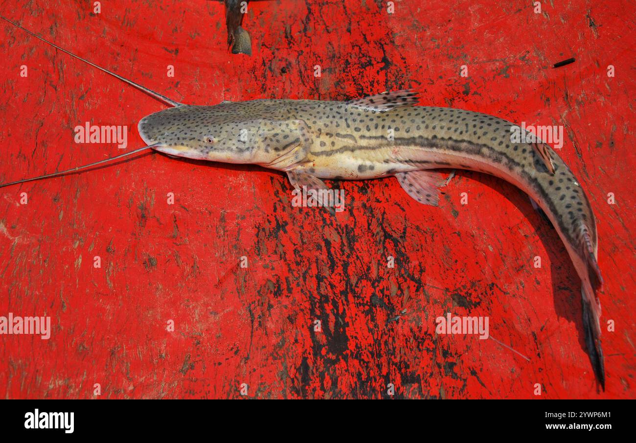 Firewood Catfish (Sorubimichthys planiceps Stock Photo - Alamy