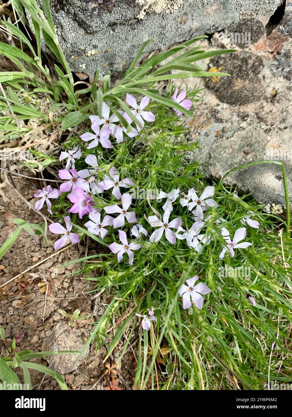 spreading phlox (Phlox diffusa Stock Photo - Alamy