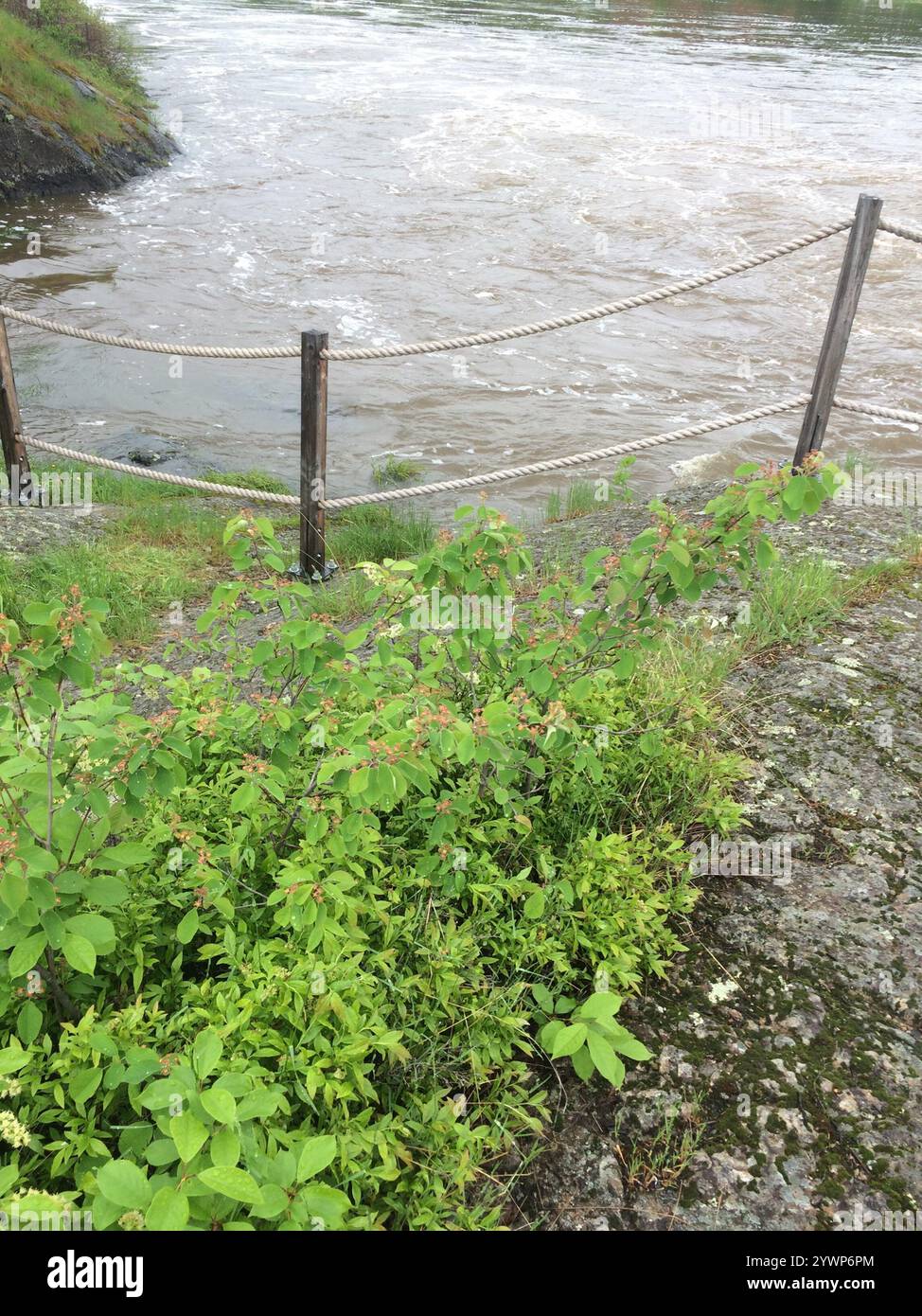 Low Serviceberry (Amelanchier humilis Stock Photo - Alamy