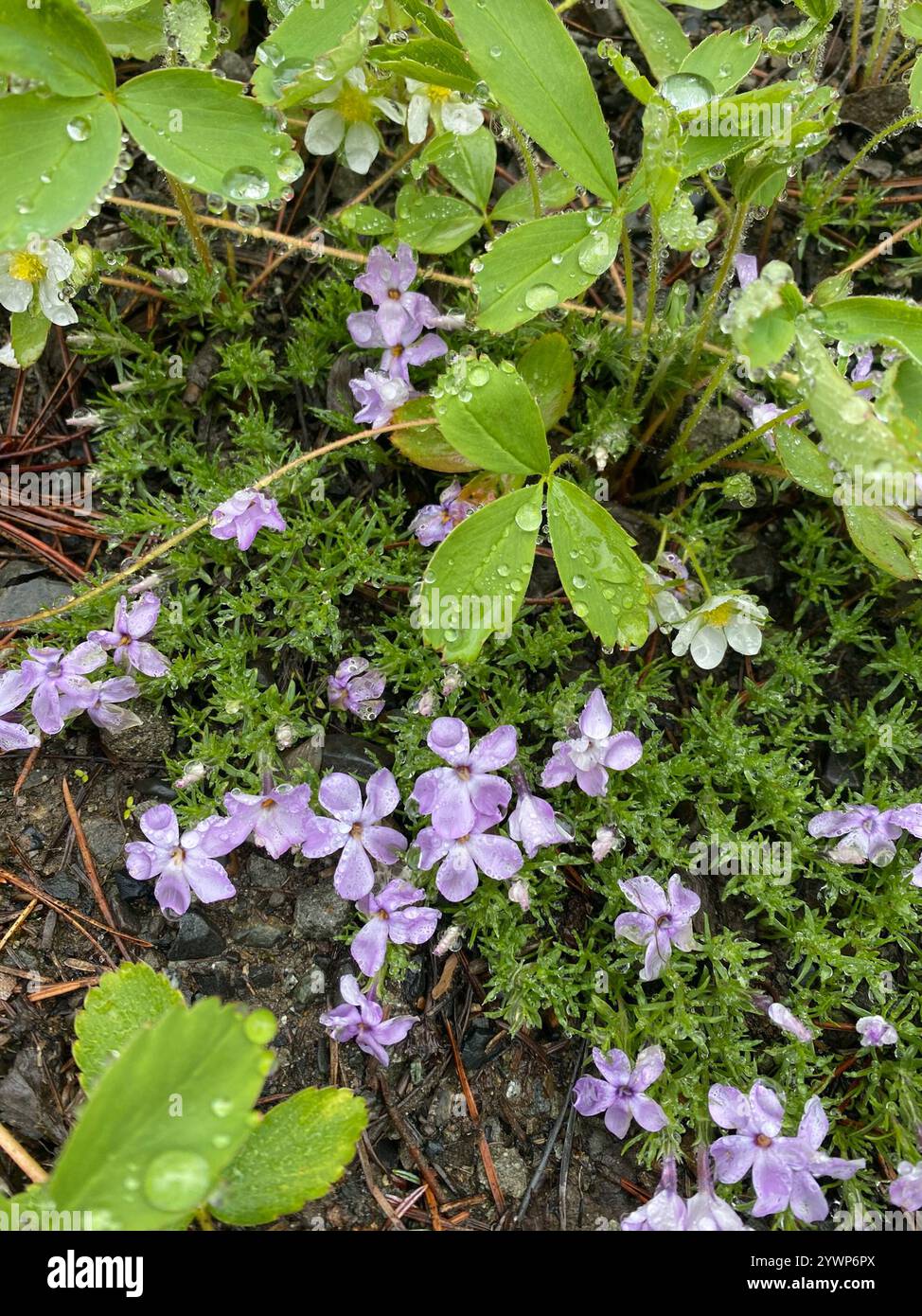 spreading phlox (Phlox diffusa Stock Photo - Alamy