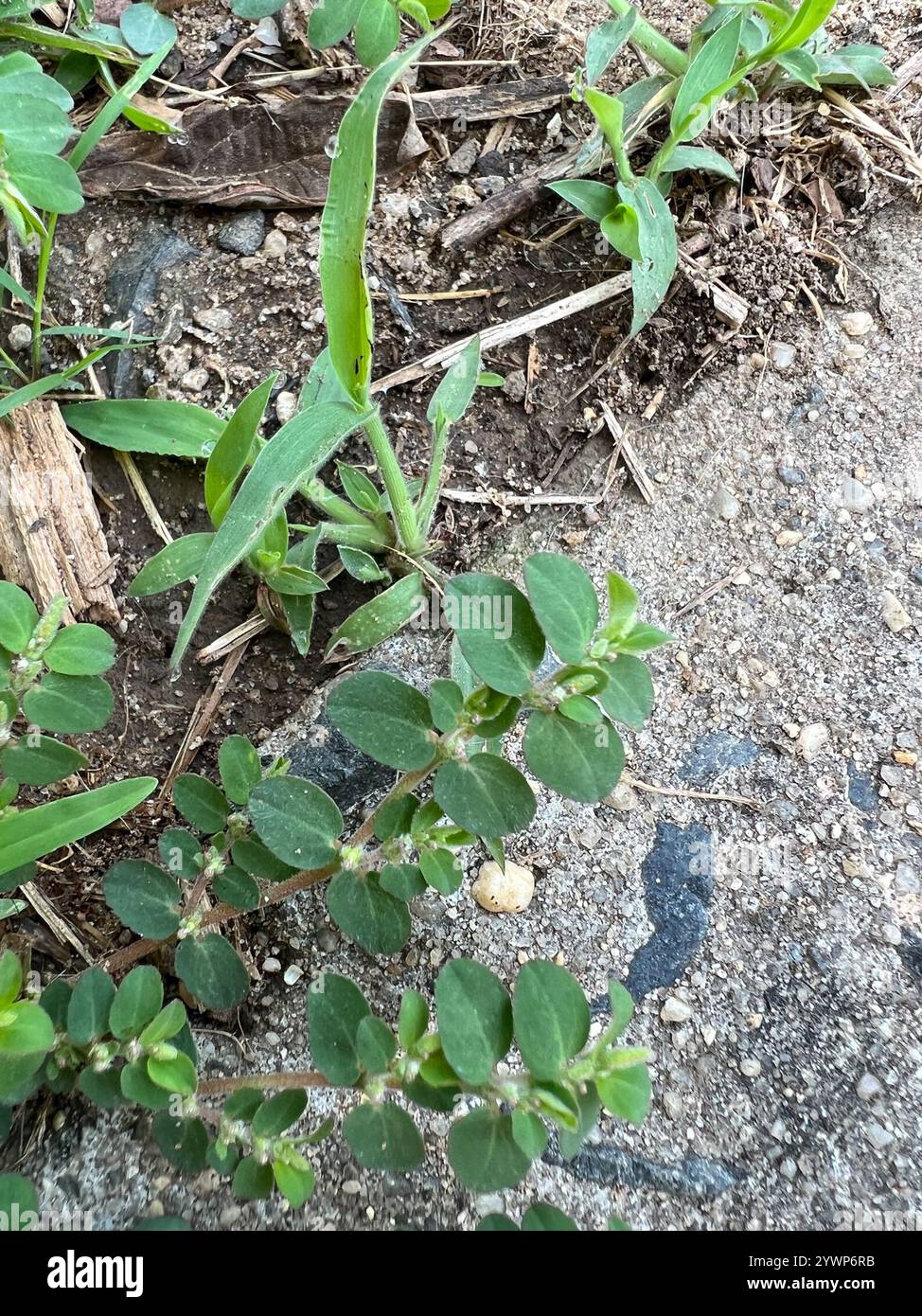 prostrate sandmat (Euphorbia prostrata Stock Photo - Alamy