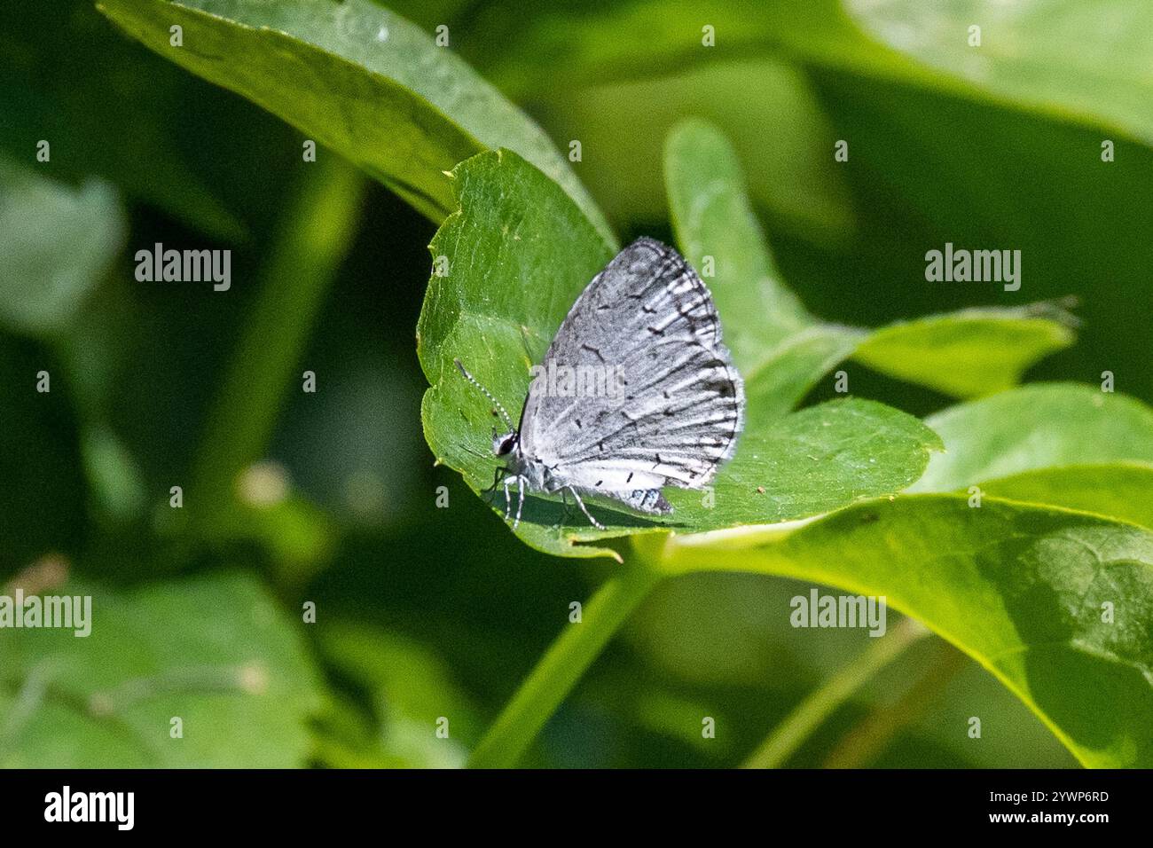 Summer Azure (Celastrina neglecta Stock Photo - Alamy