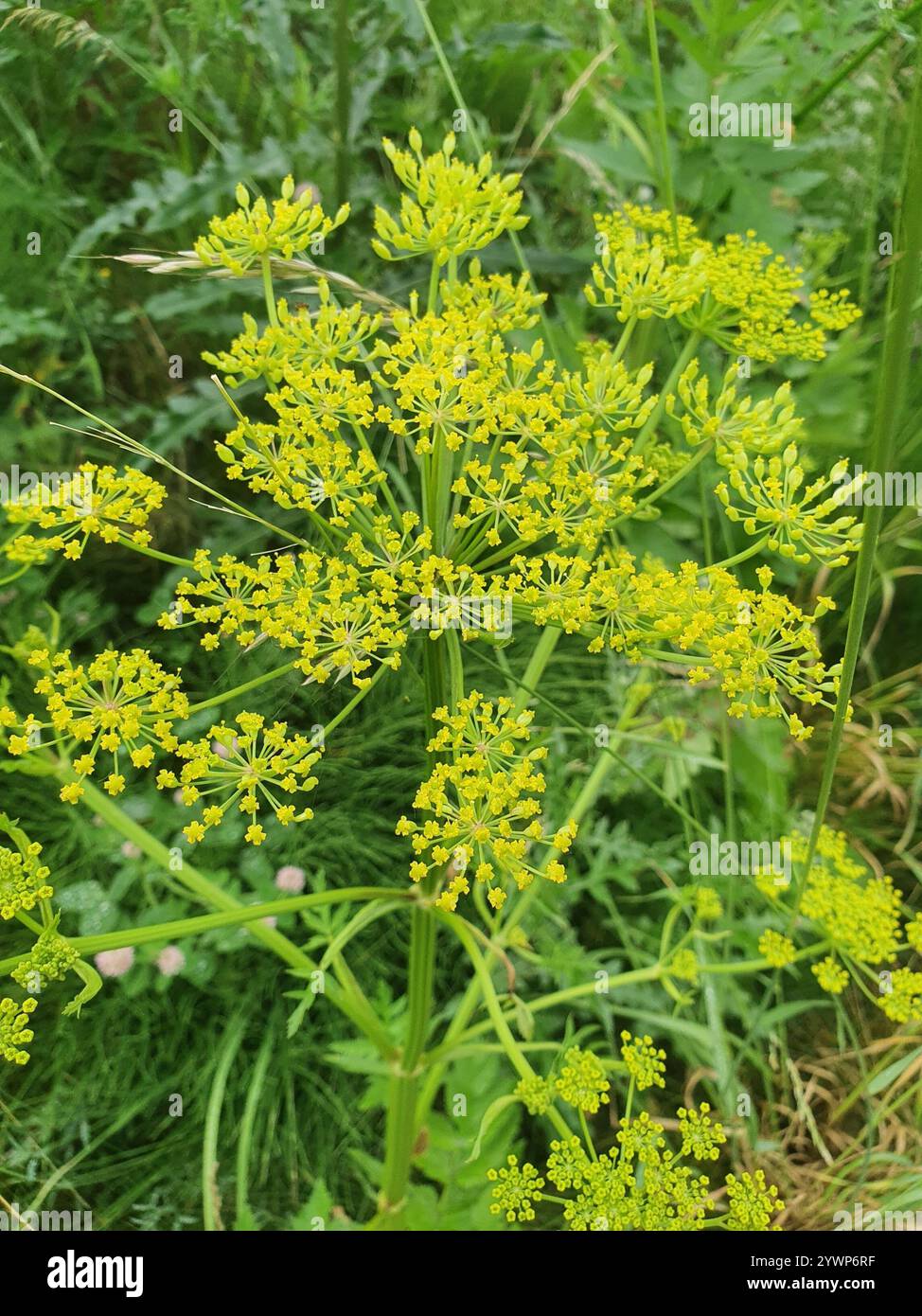 wild parsnip (Pastinaca sativa Stock Photo - Alamy