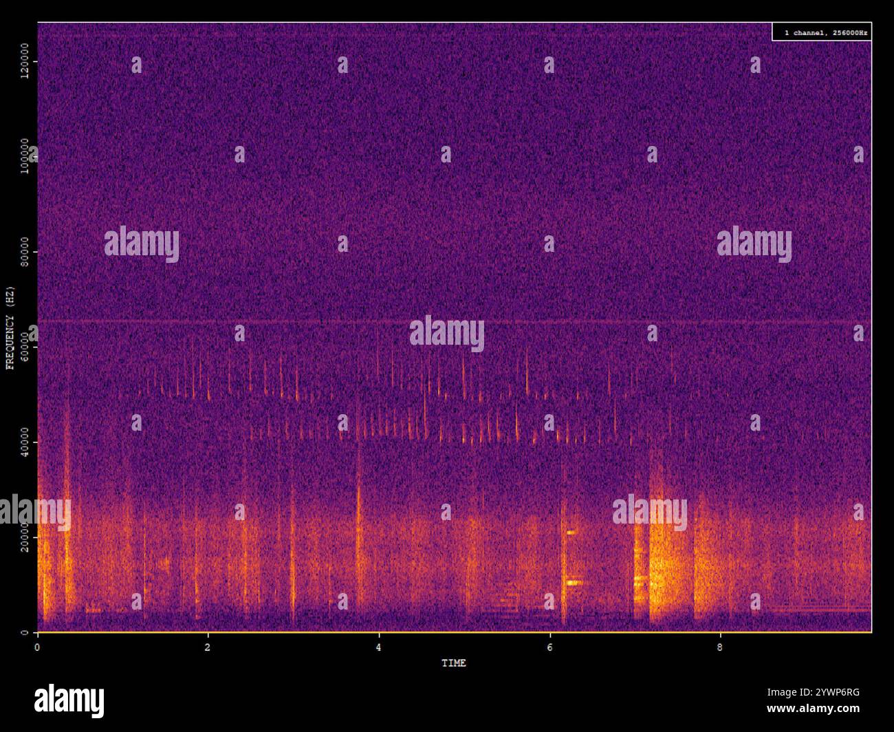 Nathusius pipistrelle pipistrellus nathusii hi-res stock photography ...