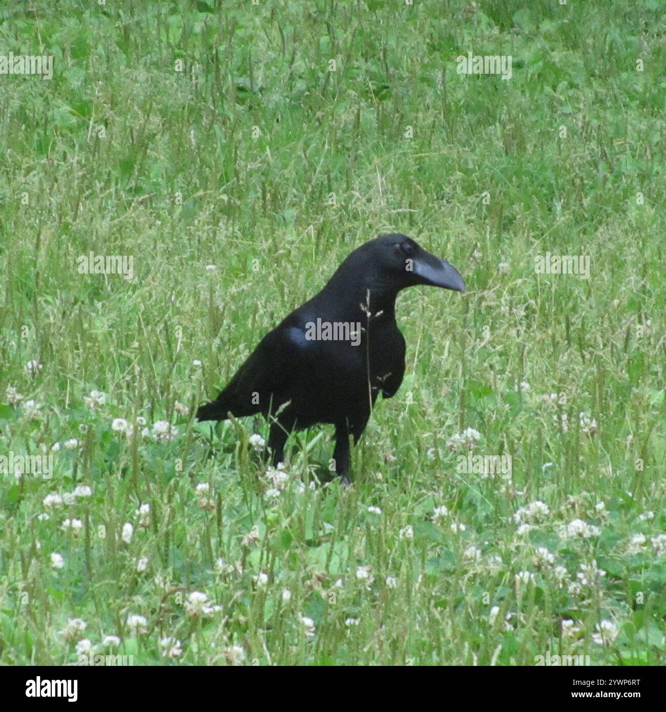 Large-billed Crow (Corvus macrorhynchos Stock Photo - Alamy