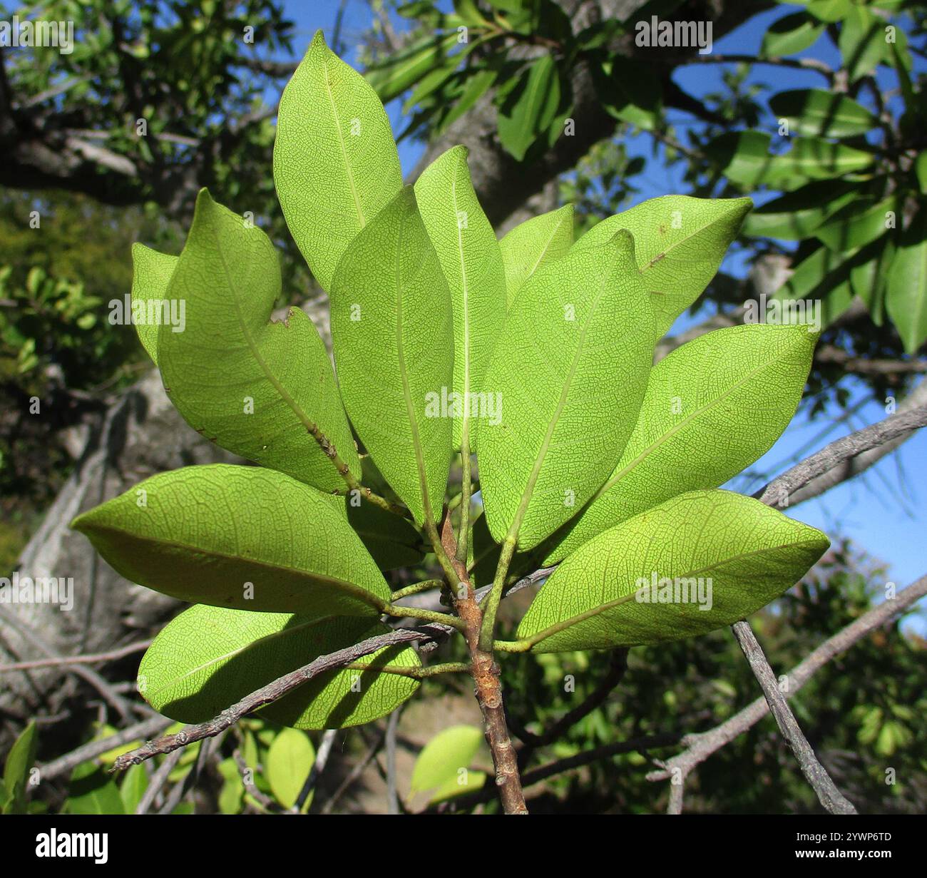 Common Wild Fig (Ficus burkei Stock Photo - Alamy