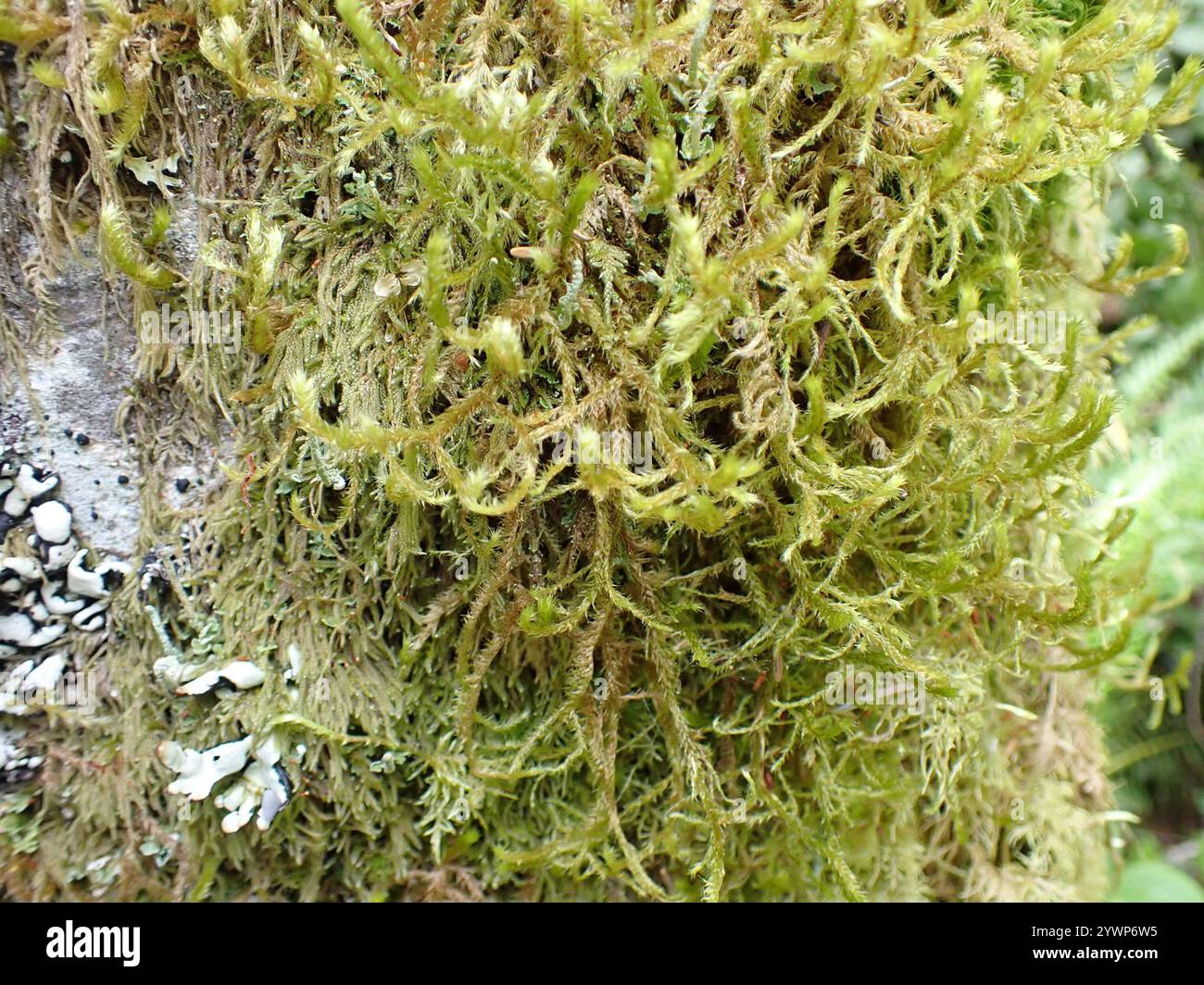 Pendulous Wing-moss (Antitrichia curtipendula Stock Photo - Alamy