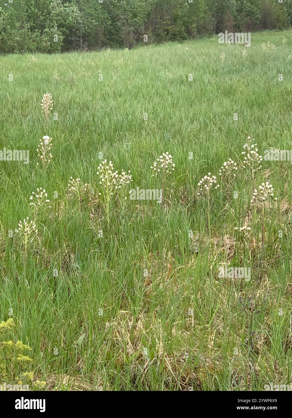 Arctic Butterbur (Petasites frigidus Stock Photo - Alamy