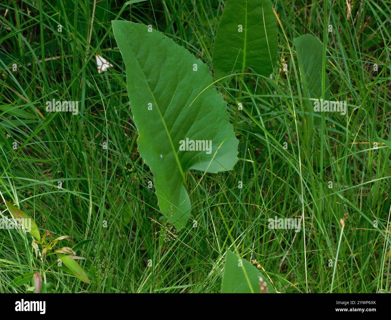 Leconte's Haploa Moth (Haploa lecontei Stock Photo - Alamy