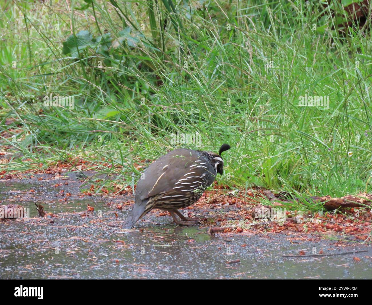 California Quail (Callipepla californica Stock Photo - Alamy