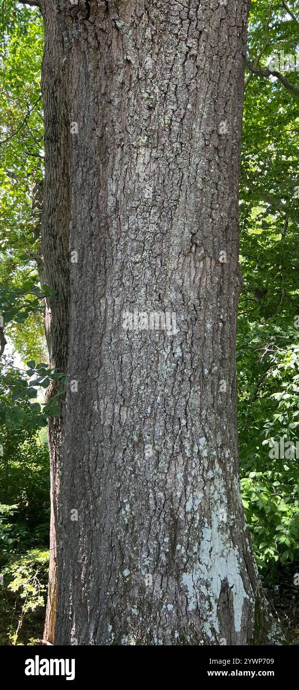 southern red oak (Quercus falcata Stock Photo - Alamy