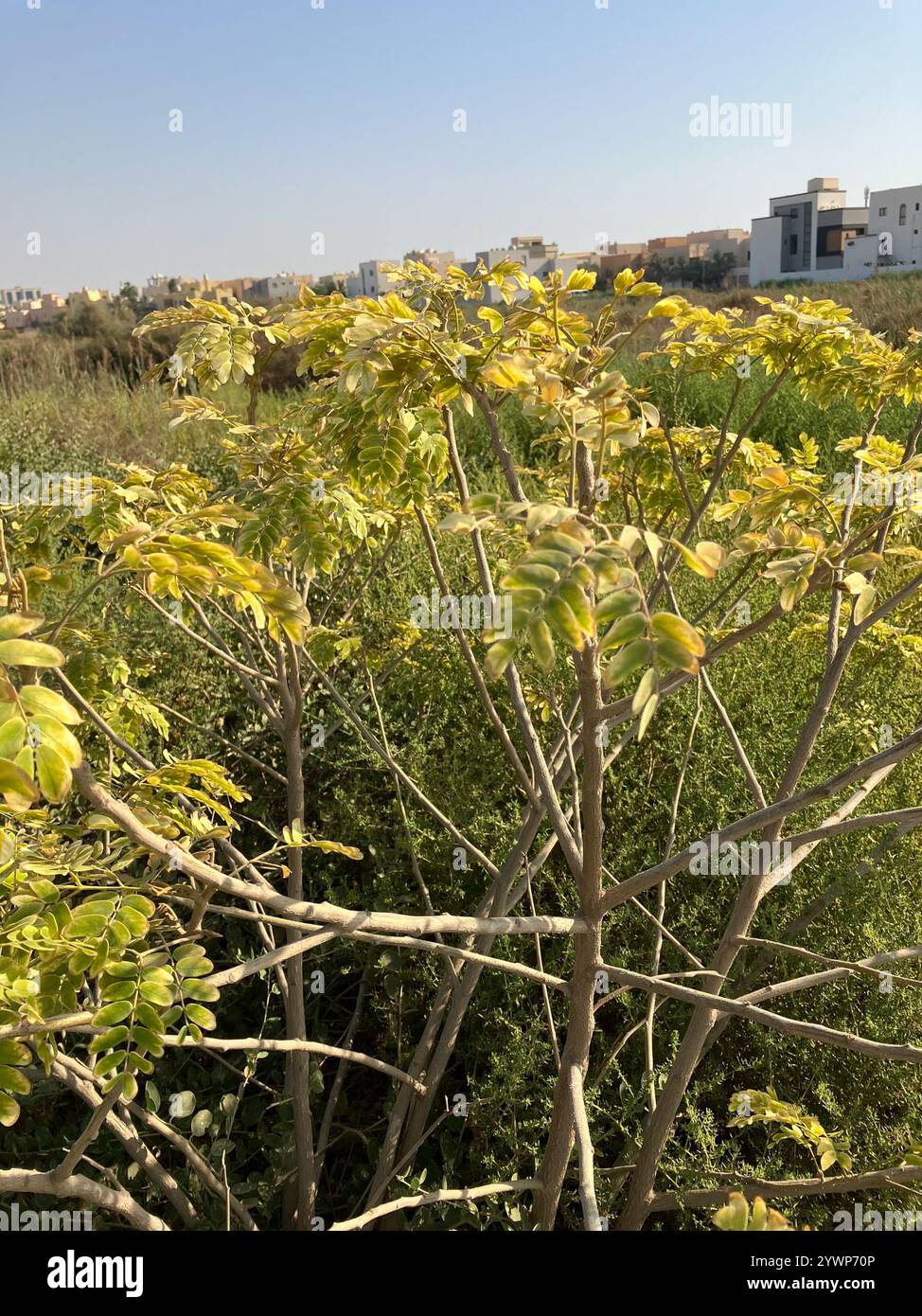 Sunshine Tree (Senna surattensis Stock Photo - Alamy