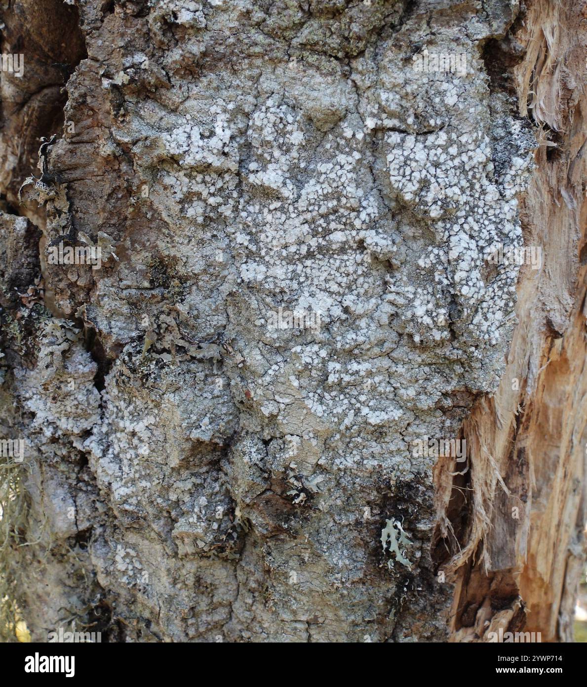 Pore lichen (Lepra albescens Stock Photo - Alamy