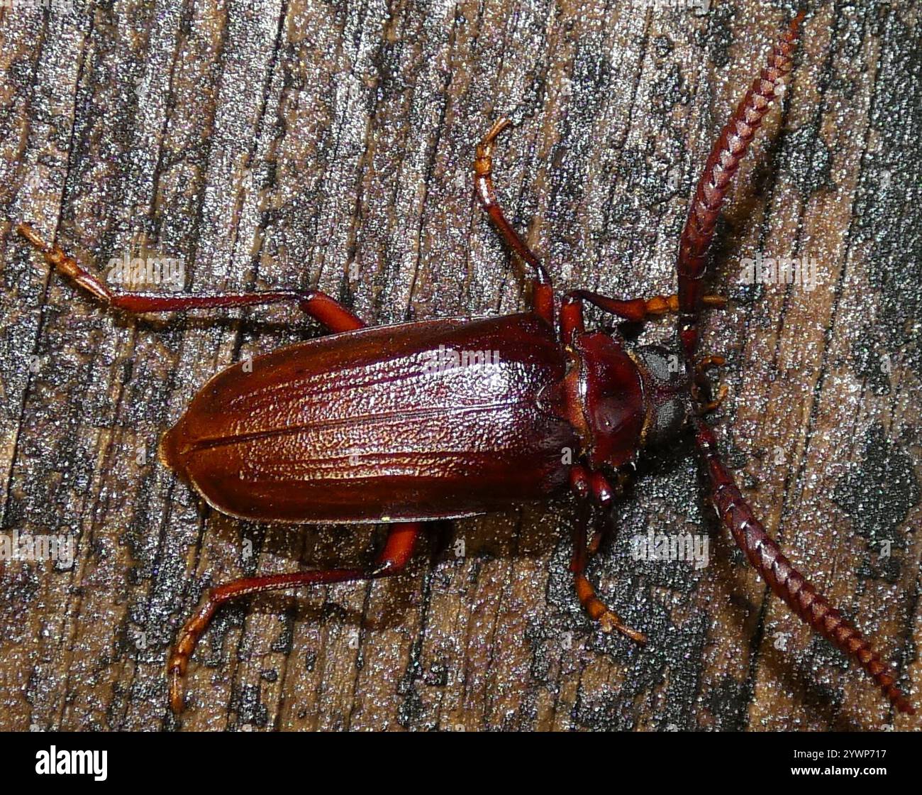 Tile-horned Prionus (Prionus imbricornis Stock Photo - Alamy