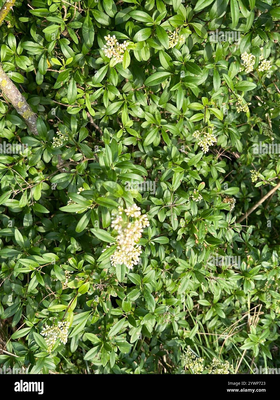 Common Privet (Ligustrum vulgare Stock Photo - Alamy