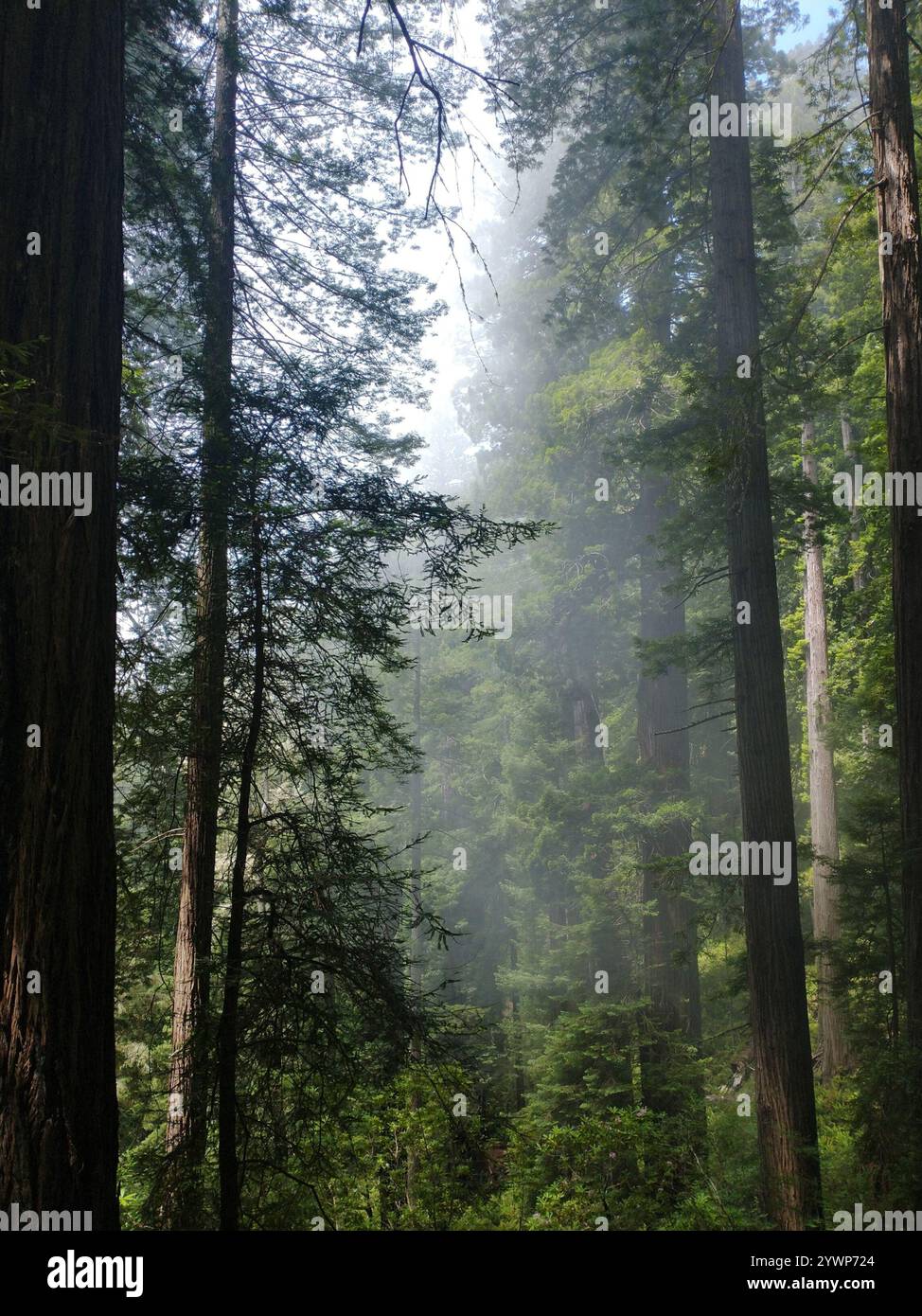 coast redwood (Sequoia sempervirens Stock Photo - Alamy