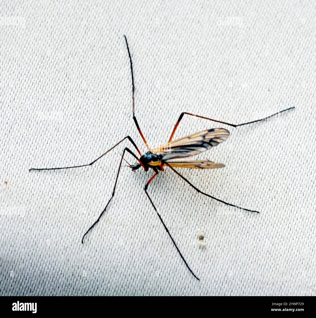 Typical Crane Flies (Tipuloidea Stock Photo - Alamy