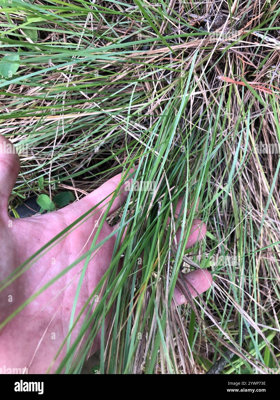 Hairawn Muhly (Muhlenbergia capillaris Stock Photo - Alamy