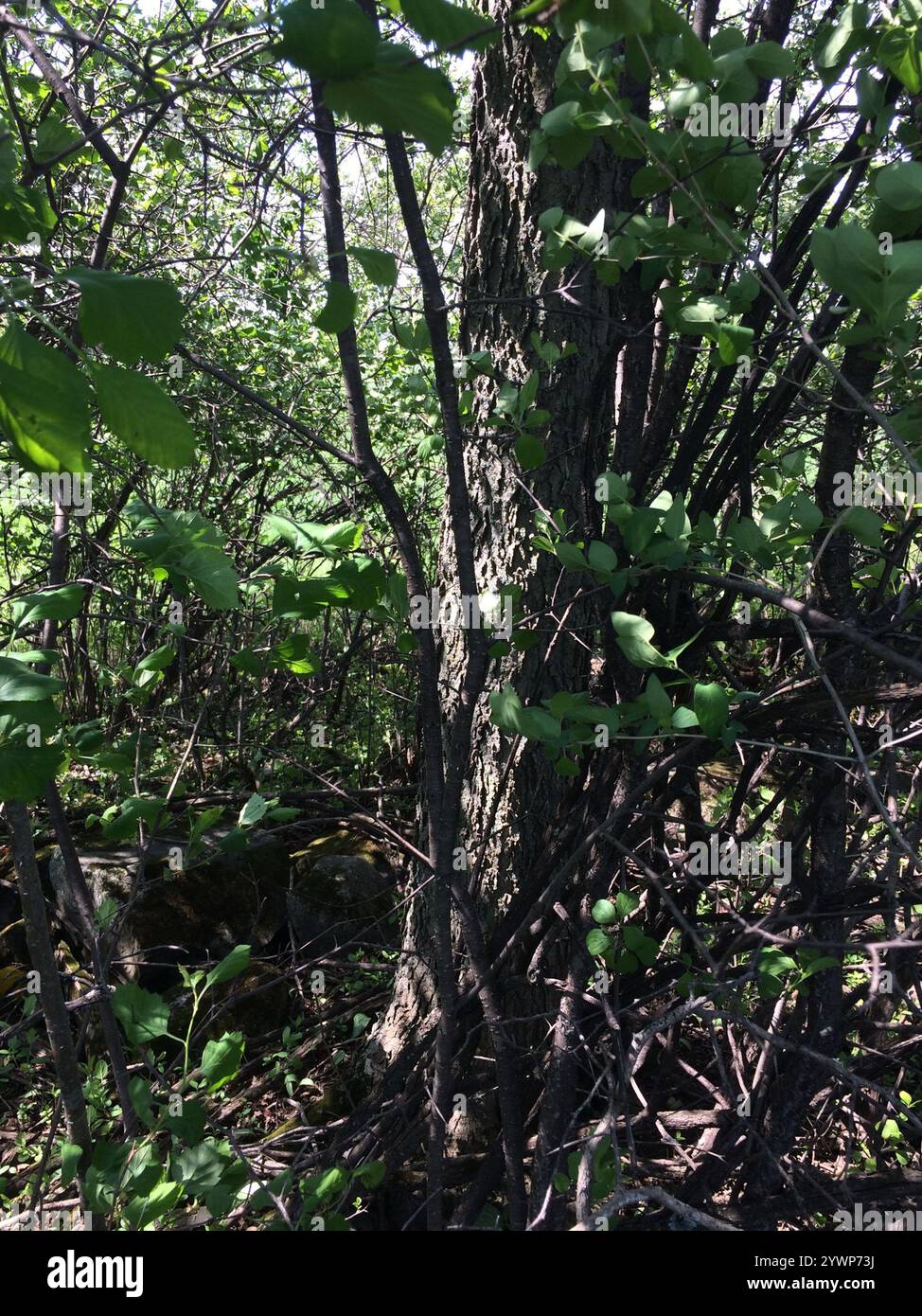 common hackberry (Celtis occidentalis Stock Photo - Alamy