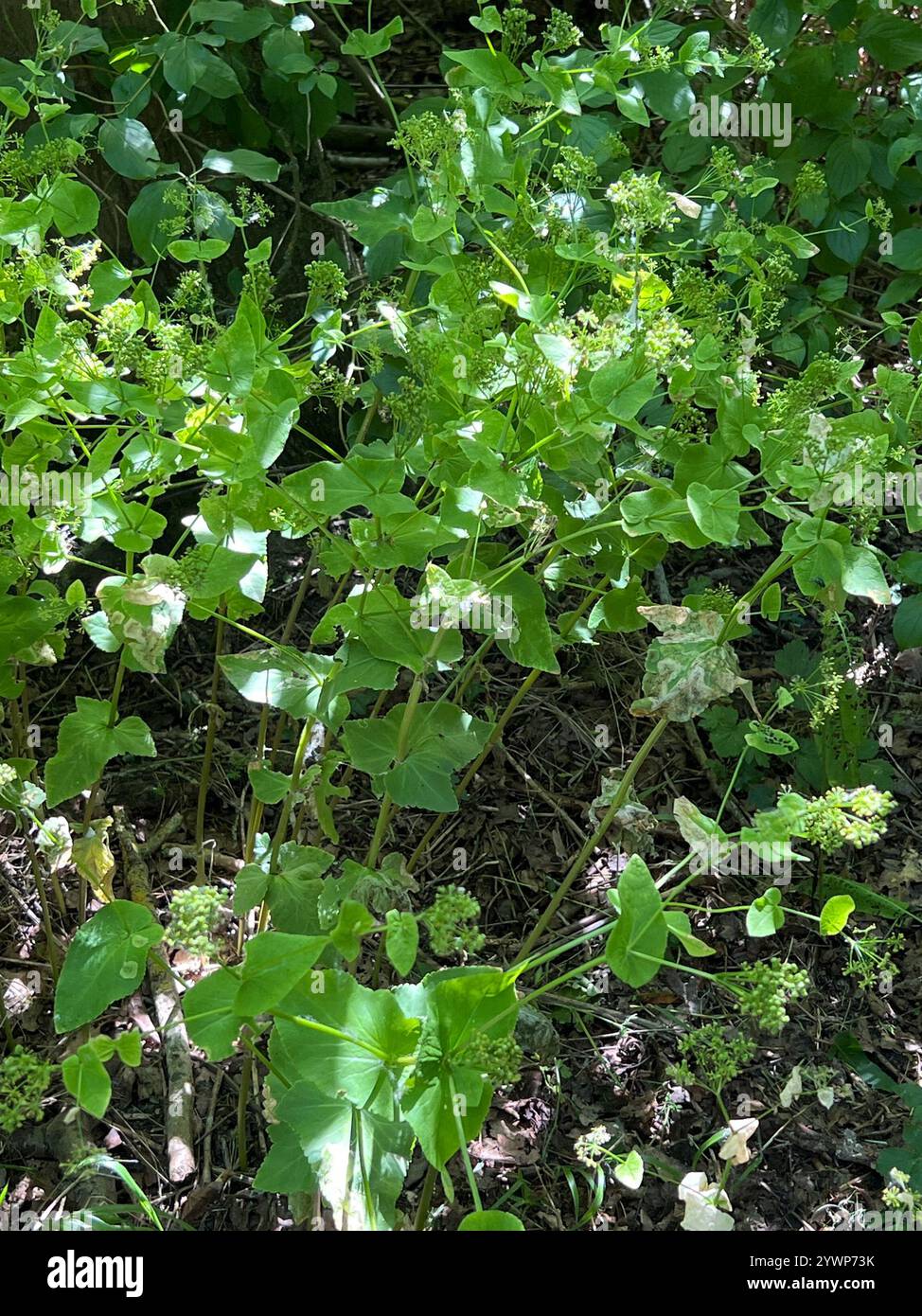 Perfoliate Alexanders (Smyrnium perfoliatum Stock Photo - Alamy