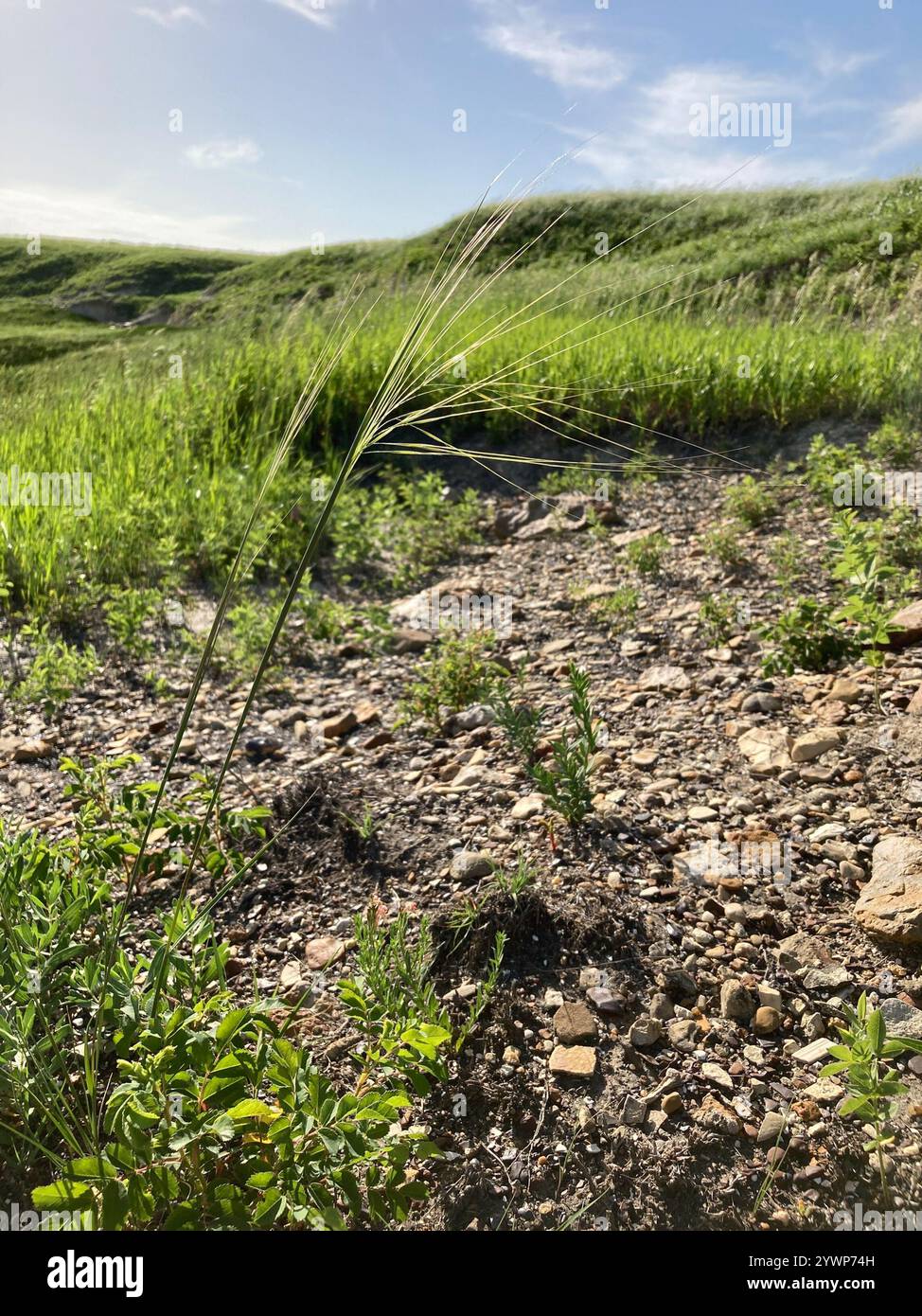 Needle-and-thread Grass (Hesperostipa comata Stock Photo - Alamy