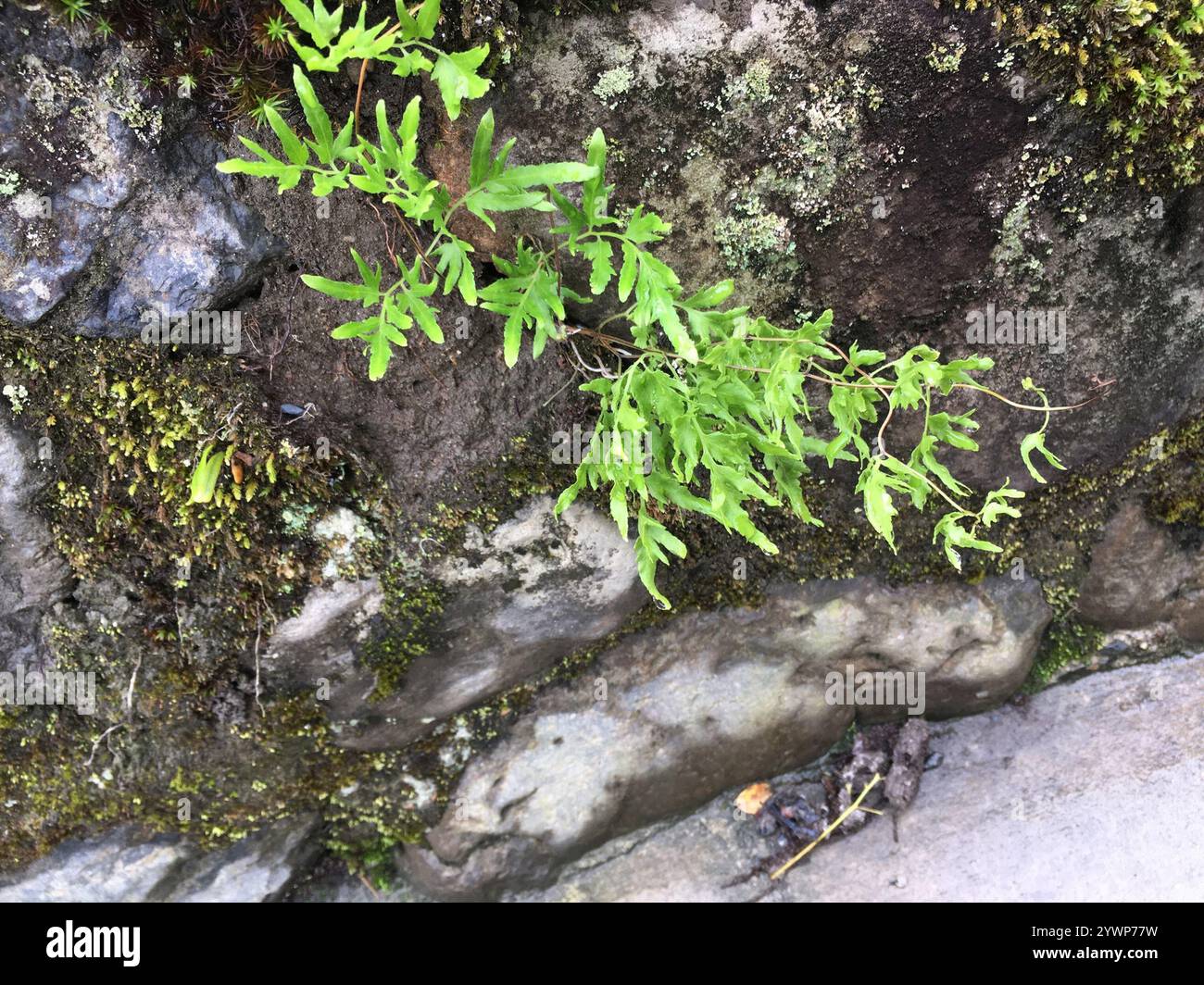 Japanese climbing fern (Lygodium japonicum Stock Photo - Alamy