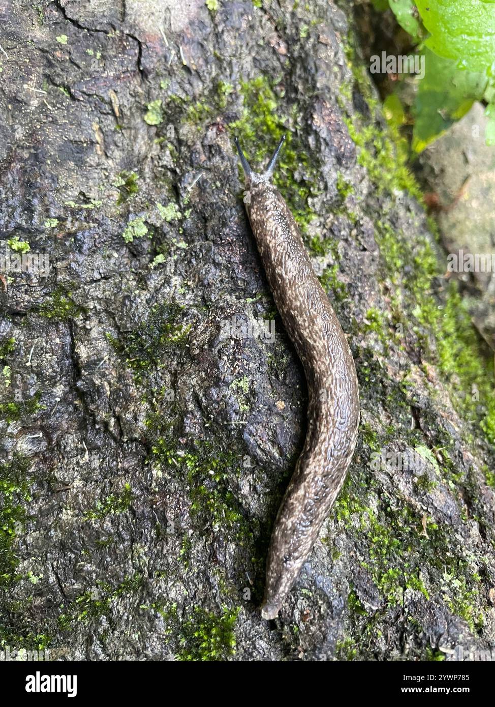 Toga Mantleslug (Philomycus togatus Stock Photo - Alamy