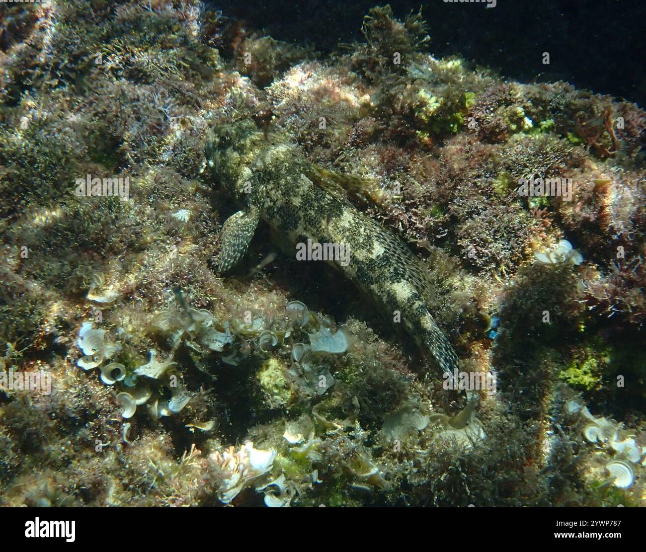 Gobius cobitis hi-res stock photography and images - Alamy