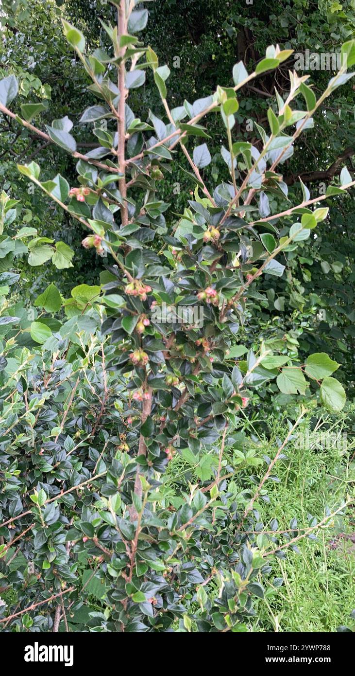 Himalayan cotoneaster simonsii hi-res stock photography and images - Alamy
